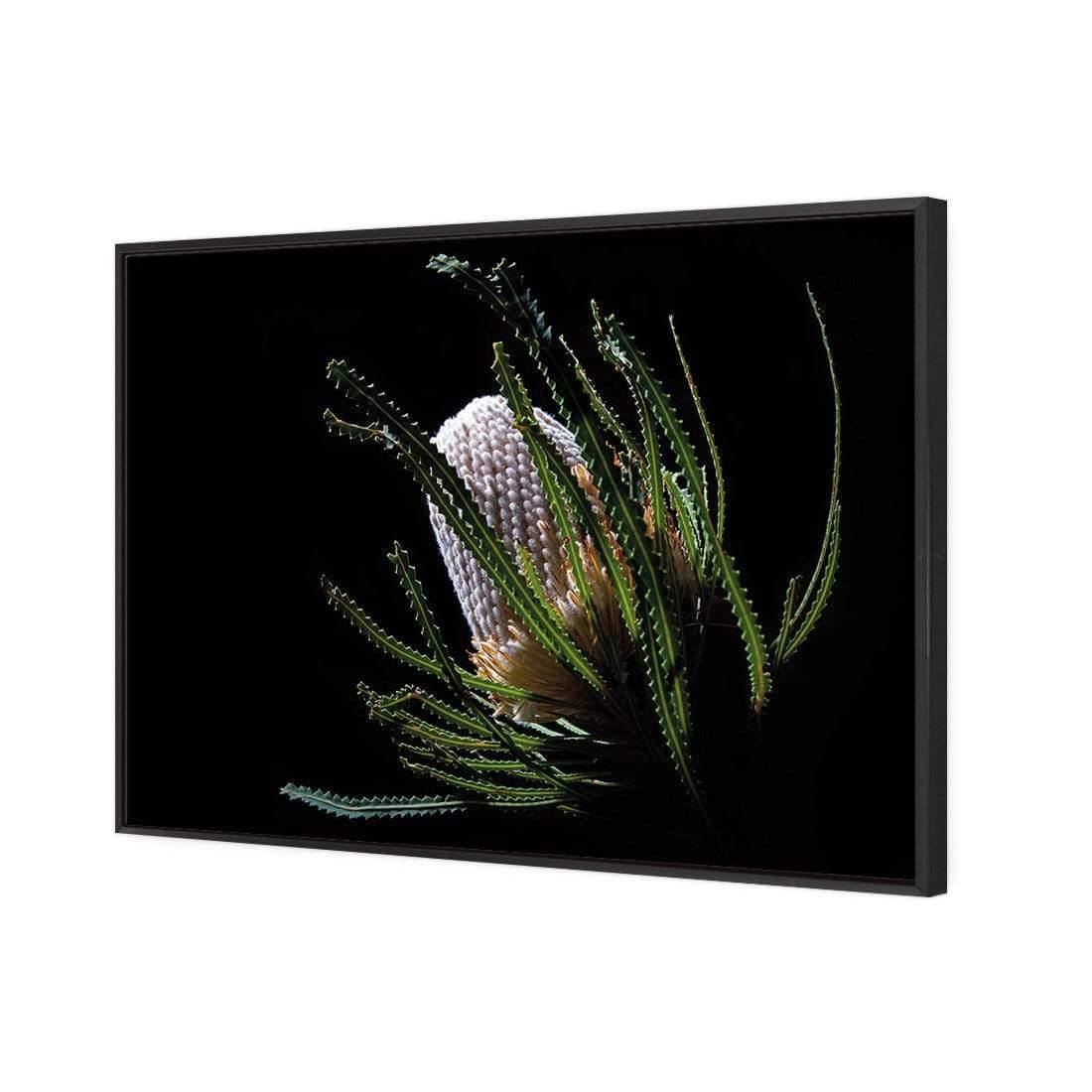 Banksia in Darkness (Landscape) – Wall Art Designs