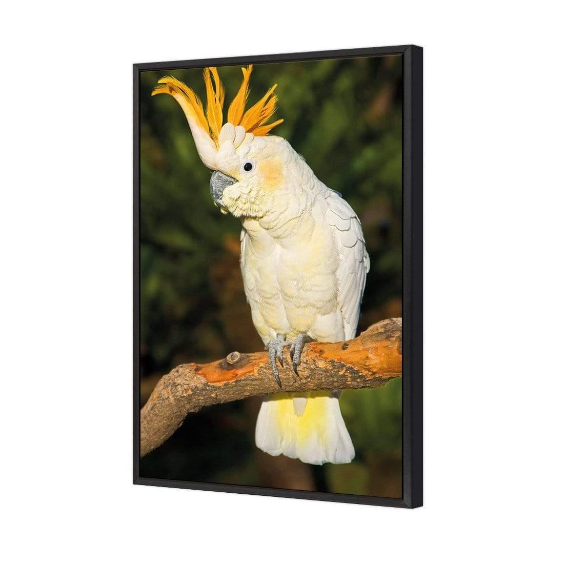 Cockatoo – Wall Art Designs