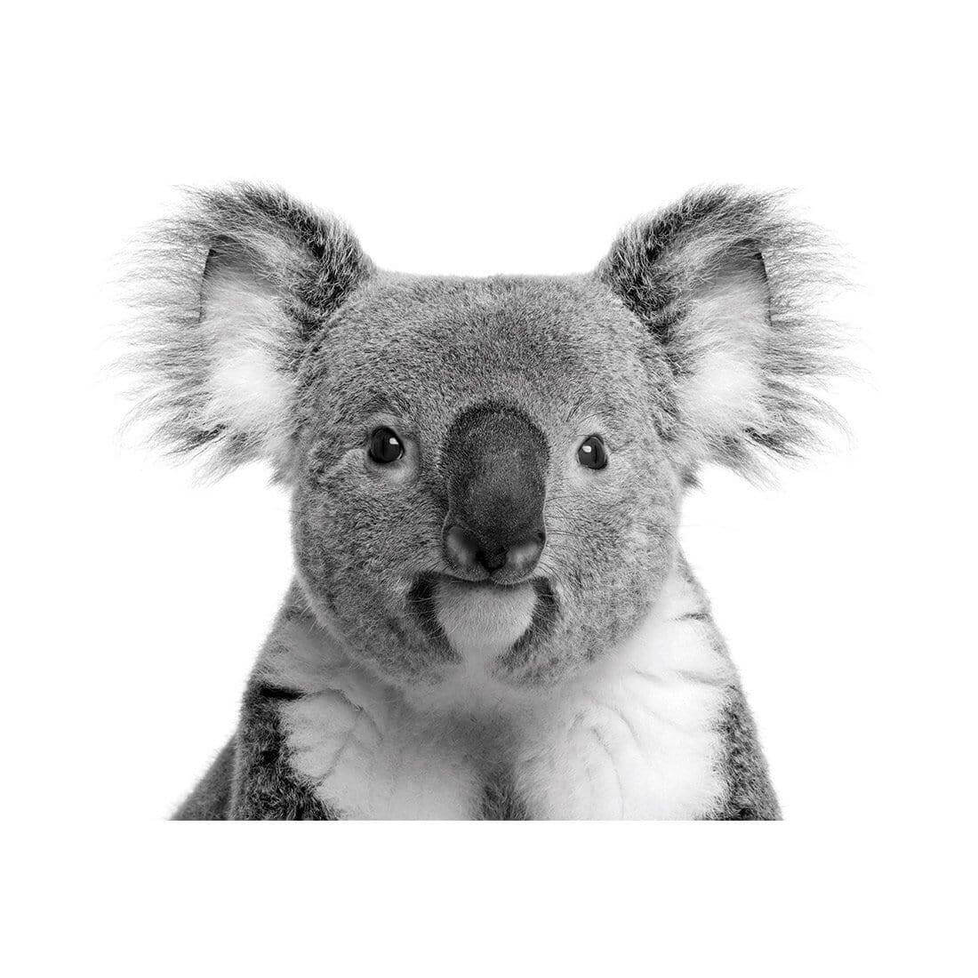 Korro Koala | Wall Art Designs
