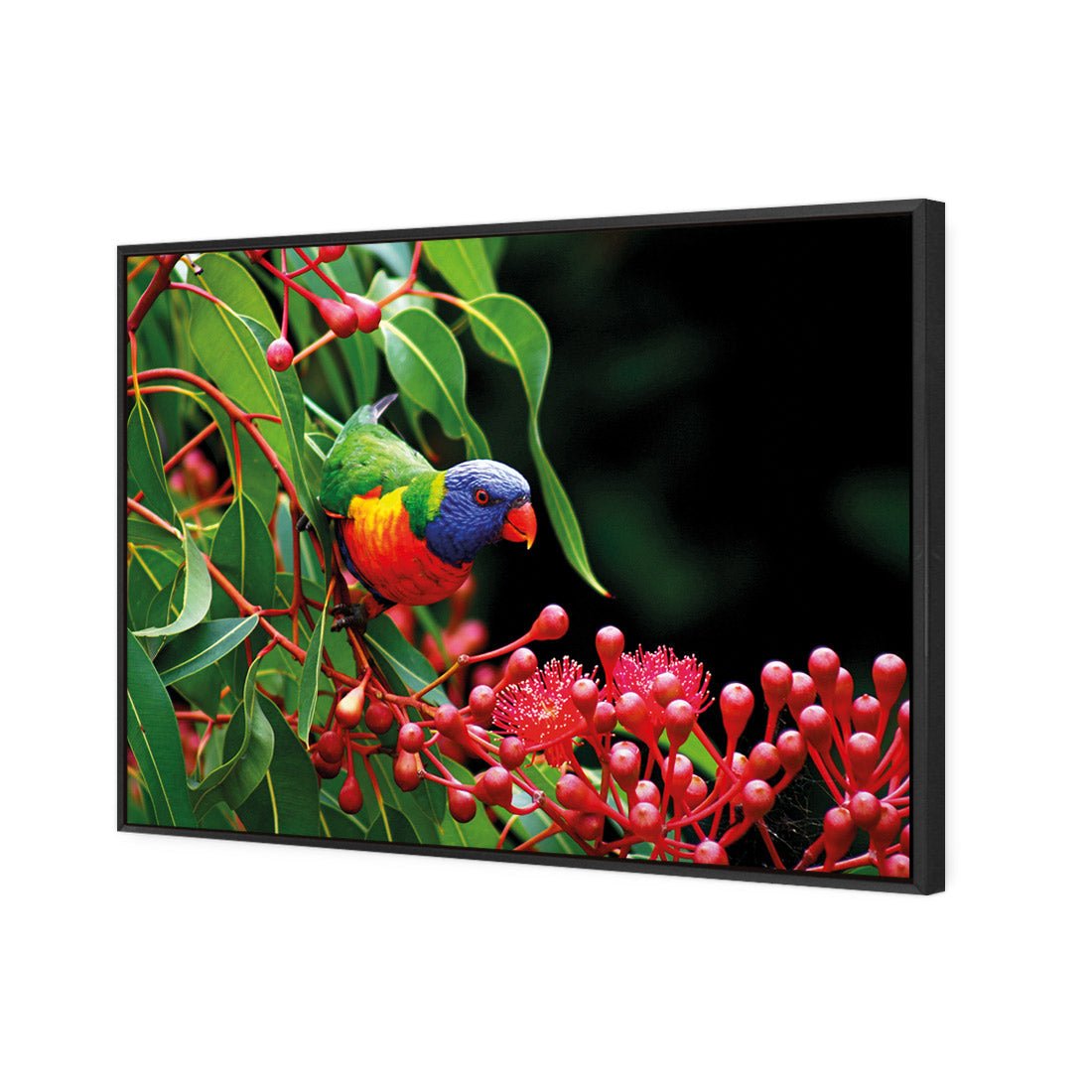 Lorikeet on Red Gum, Rectangle | Wall Art Designs
