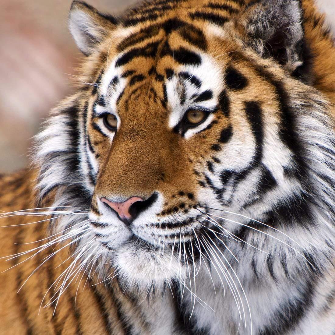 Siberian Tiger (square) | Wall Art Designs