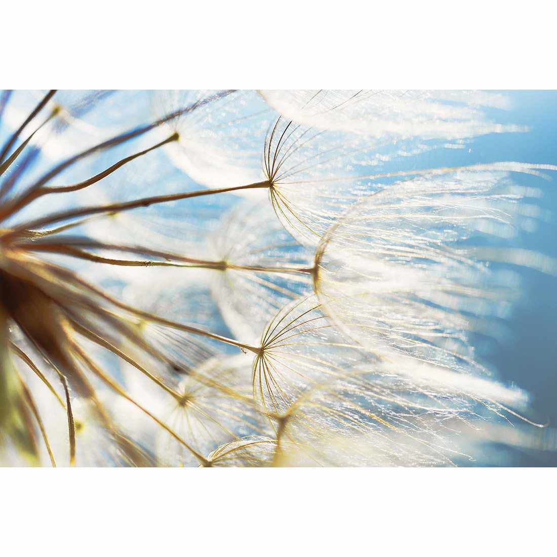 The Winds Of Dandy Canvas Art | Wall Art Designs